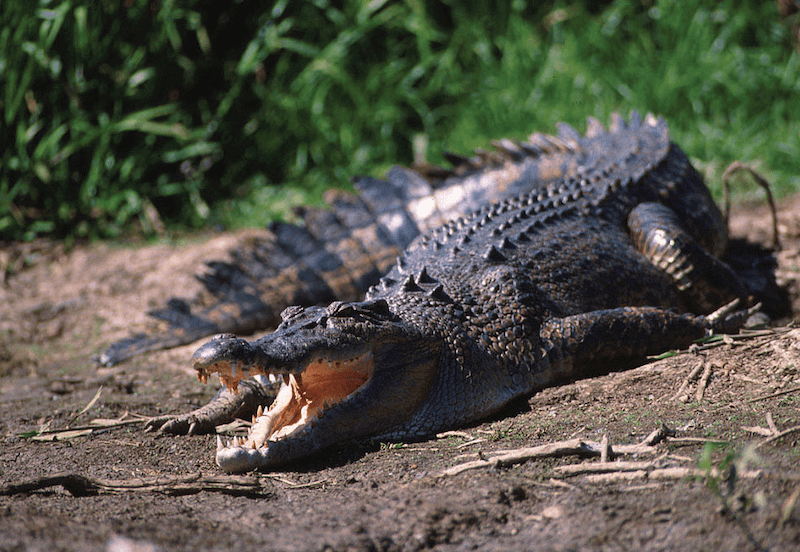 Niramaya Villas & Spa Official Site - 10 Best Things To Do in Port ...